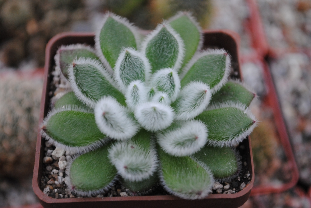 Эхеверия Сетоза — Студия Расцветать